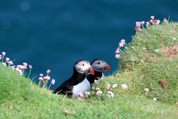 Volcans en Ecosse : Mull et Staffa // Volcanoes in Scotland : Mull and ...