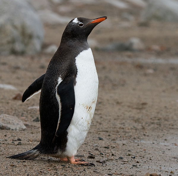 L’orque et le manchot // The killer whale and the penguin – Claude ...